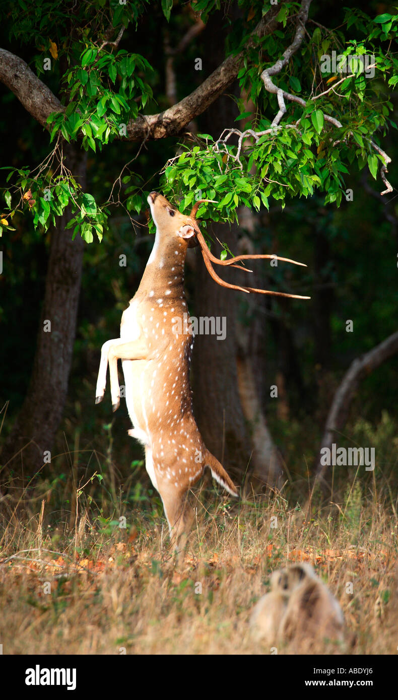 Bipedal hi-res stock photography and images - Alamy