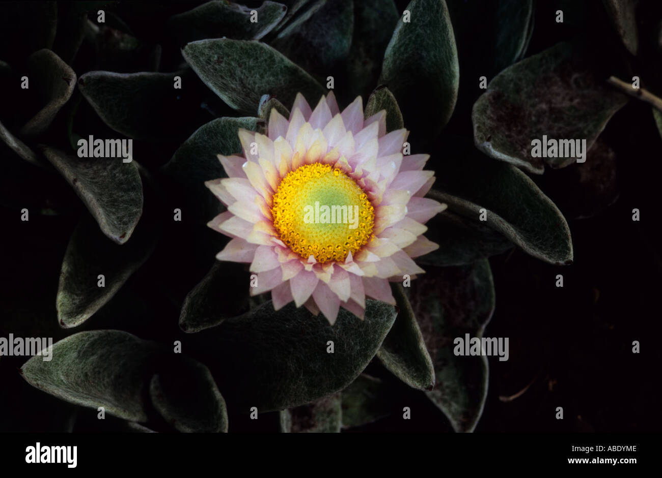 Pink everlasting from Hogsback Mountain, South Africa Stock Photo - Alamy