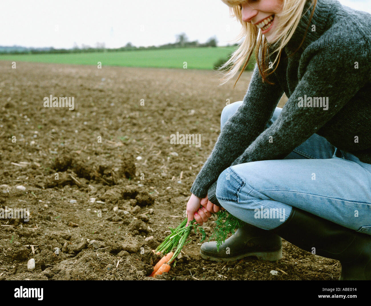 Farmer pulling carrots out the soil Stock Photo - Alamy