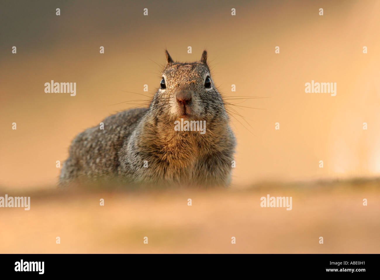 California Ground Squirrel Spermophilus beecheyi Mojave Deset near ...