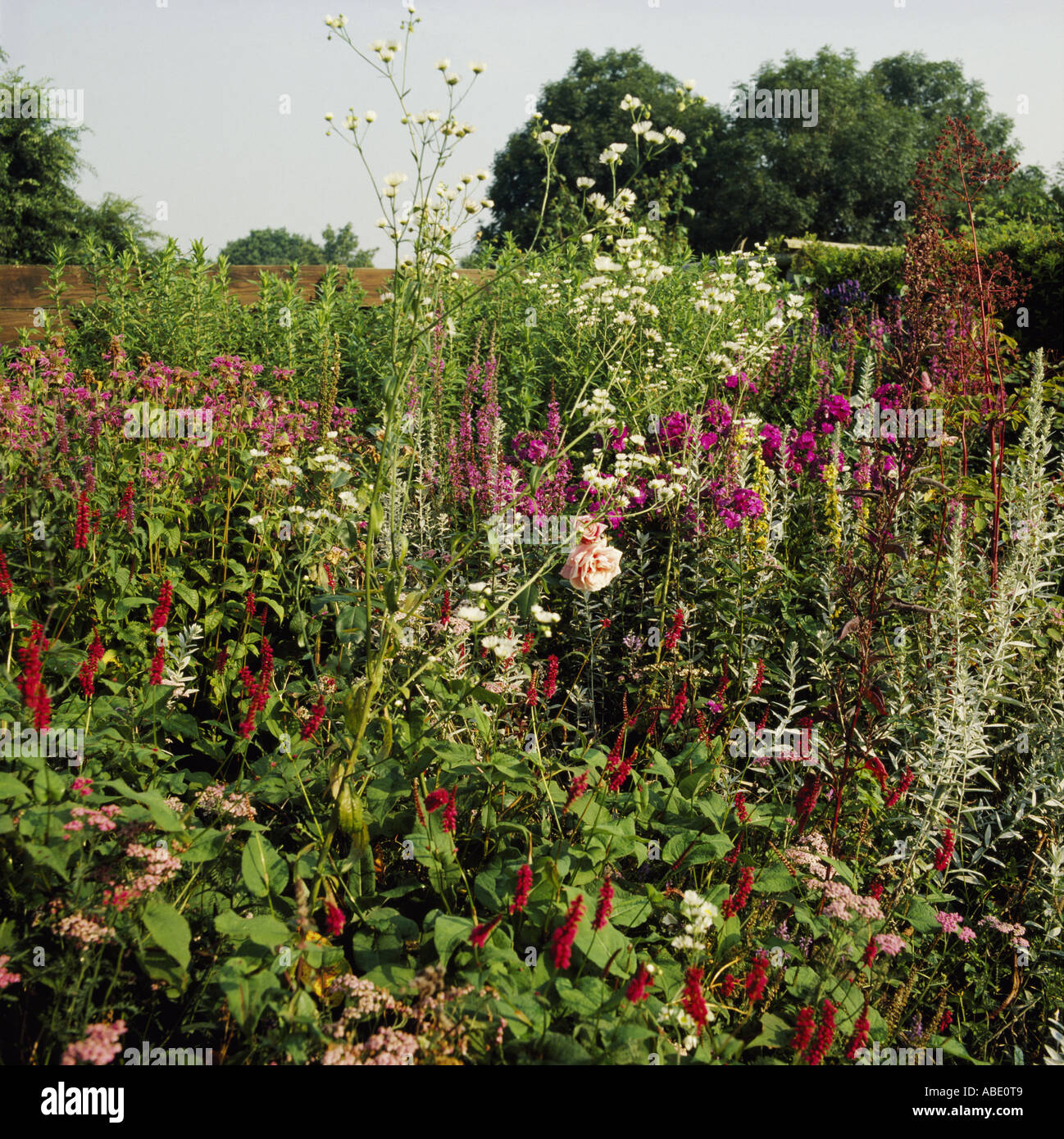 Overgrown borders hi-res stock photography and images - Alamy