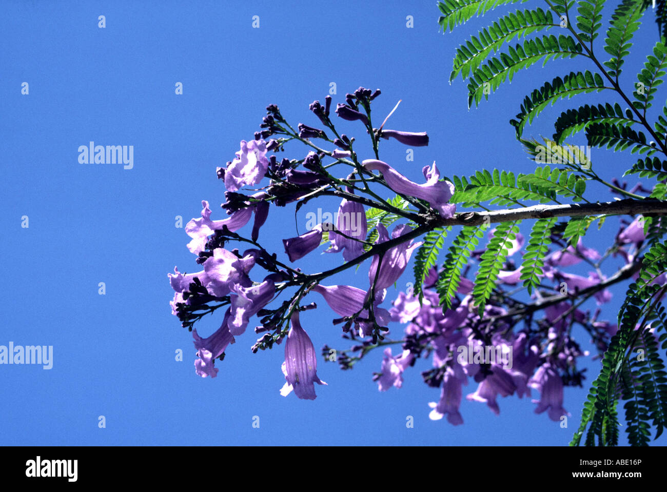 Mauve-blue flowers of the Jacaranda mimosifolia D. Don or J. acutifolia ...