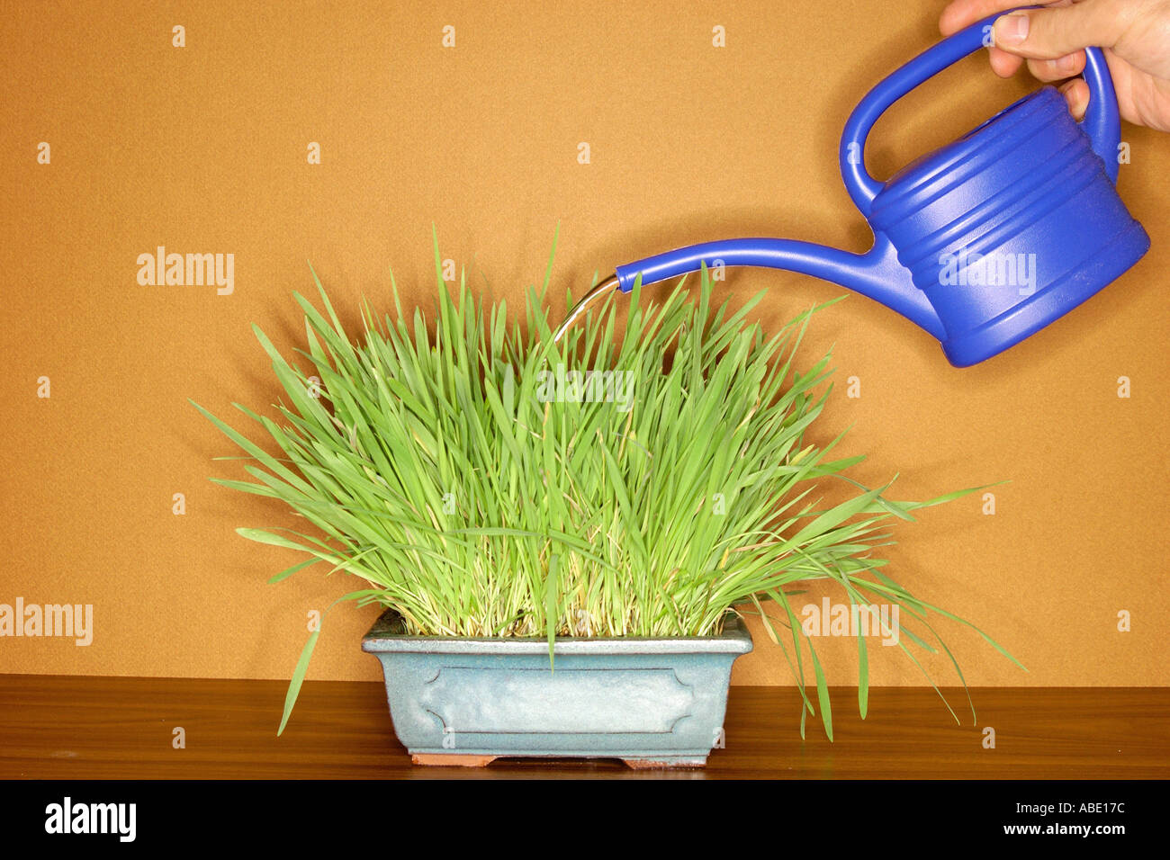 Watering can and plant Stock Photo - Alamy