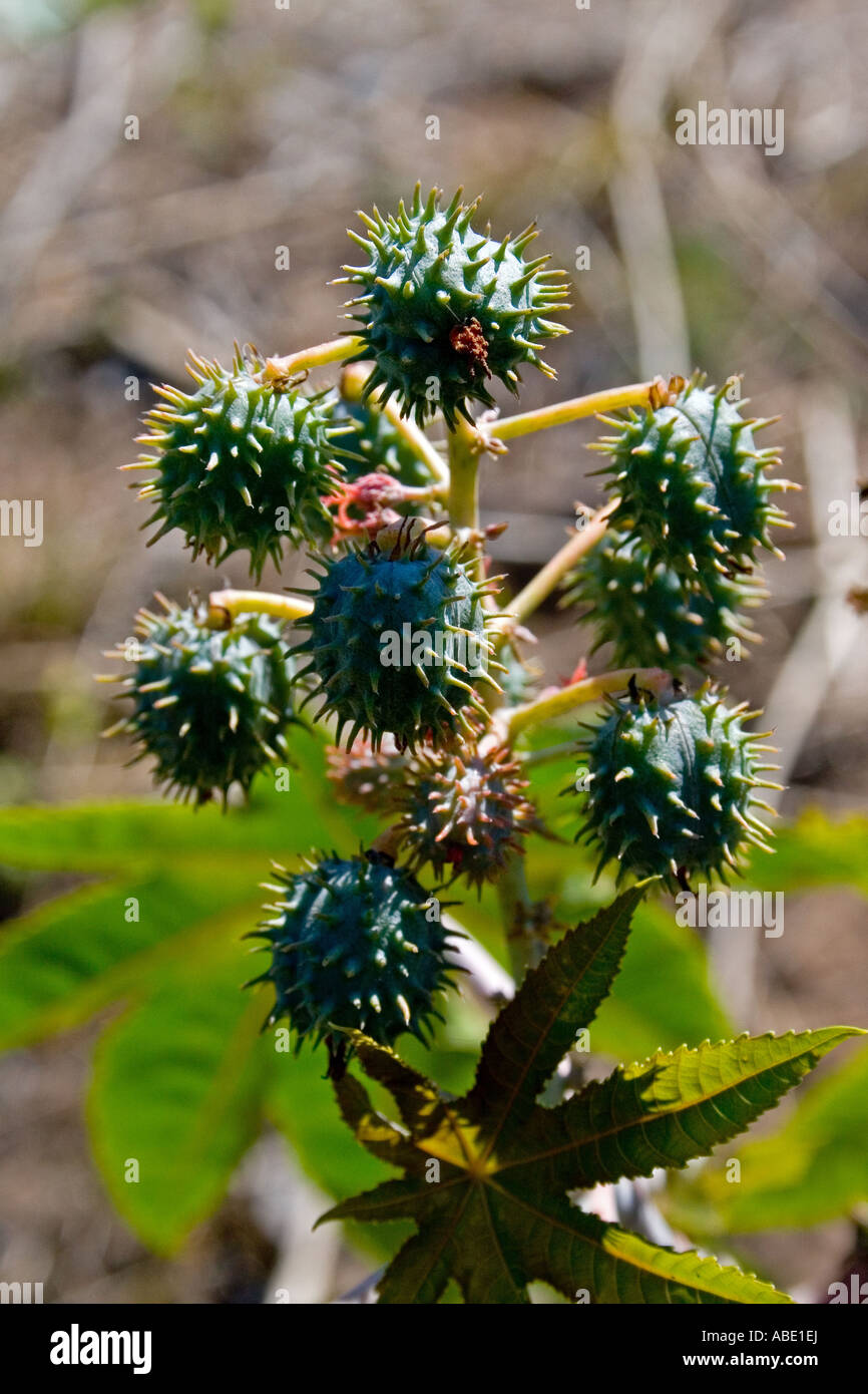 Round seed balls hi-res stock photography and images - Alamy