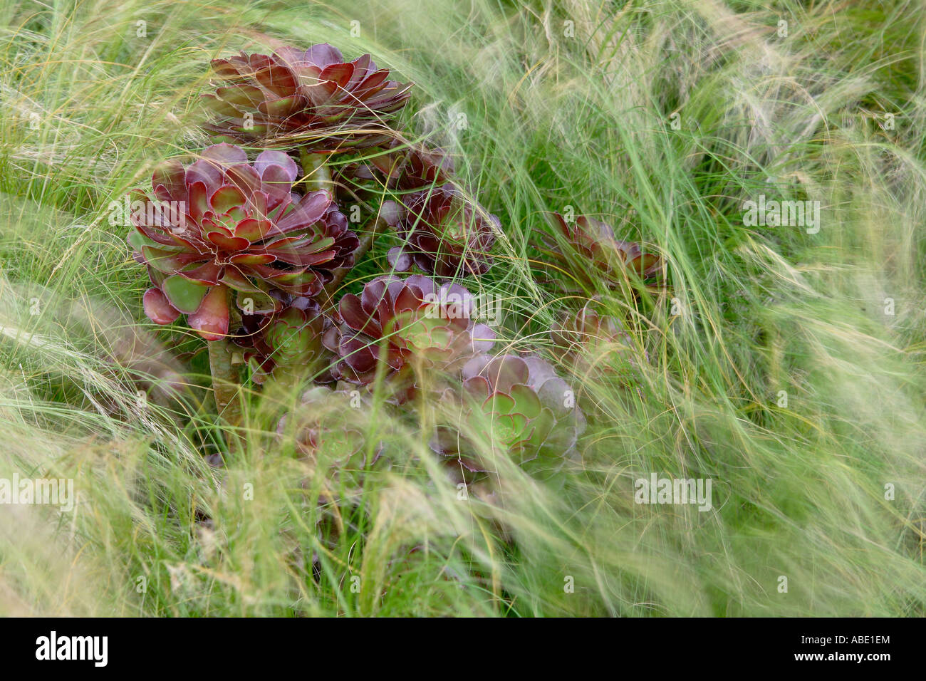 FREEDOM OF MOVEMENT. DESIGNER:MARCUS GREEN Stock Photo - Alamy