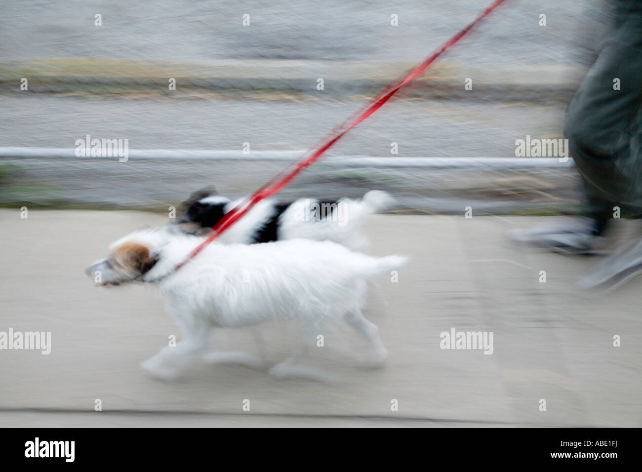 Man Walking Dogs Stock Photo - Alamy