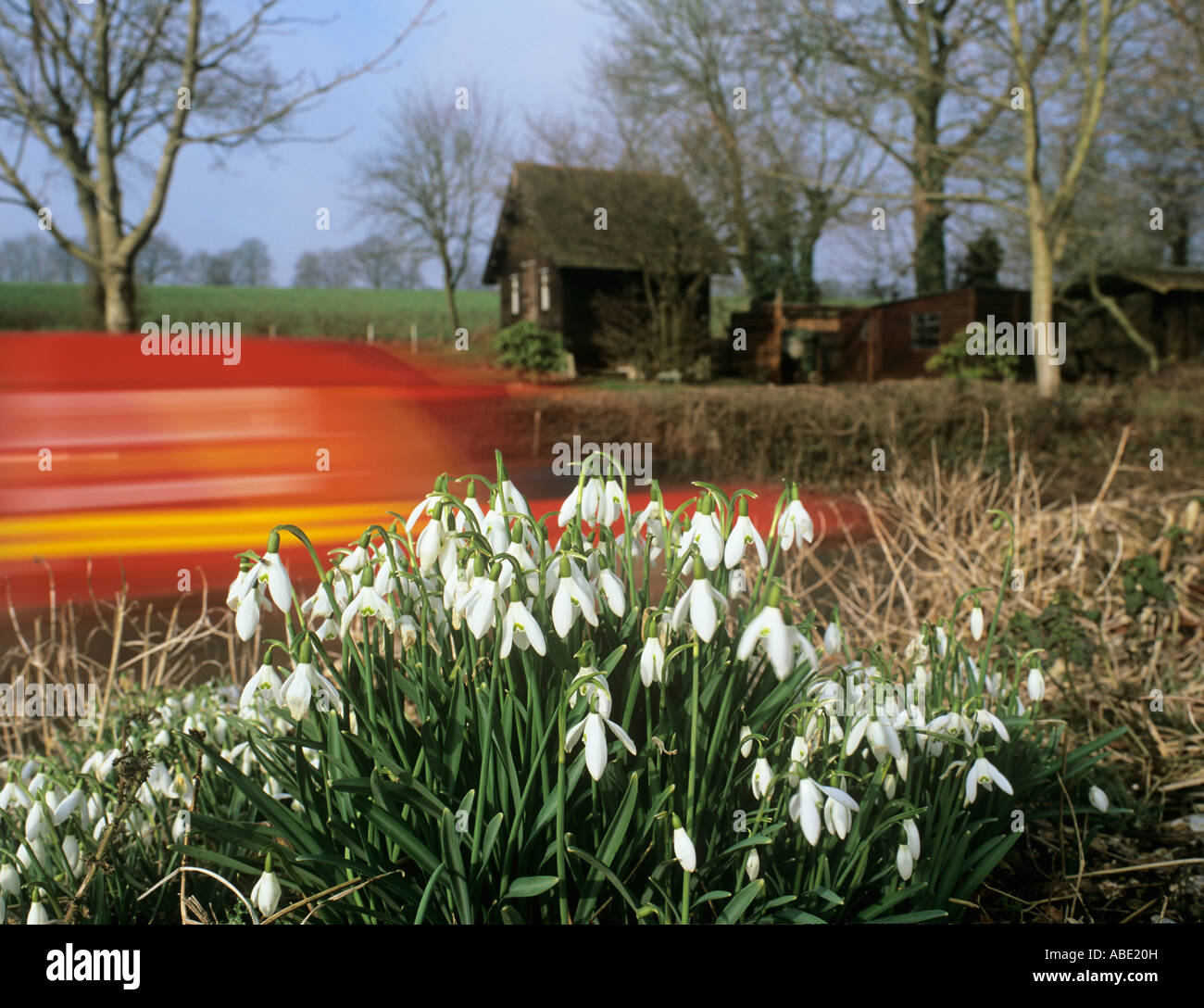 WILD SNOWDROPS Galanthus nivalis growing roadside with red Royal Mail ...
