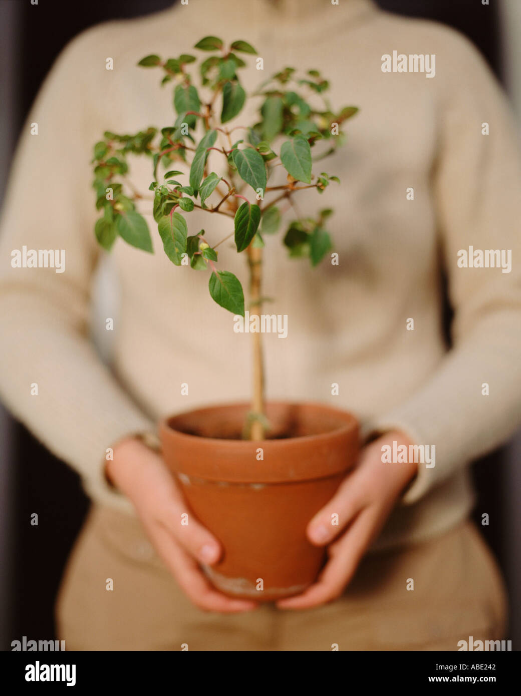 Moving plant pots hi-res stock photography and images - Alamy