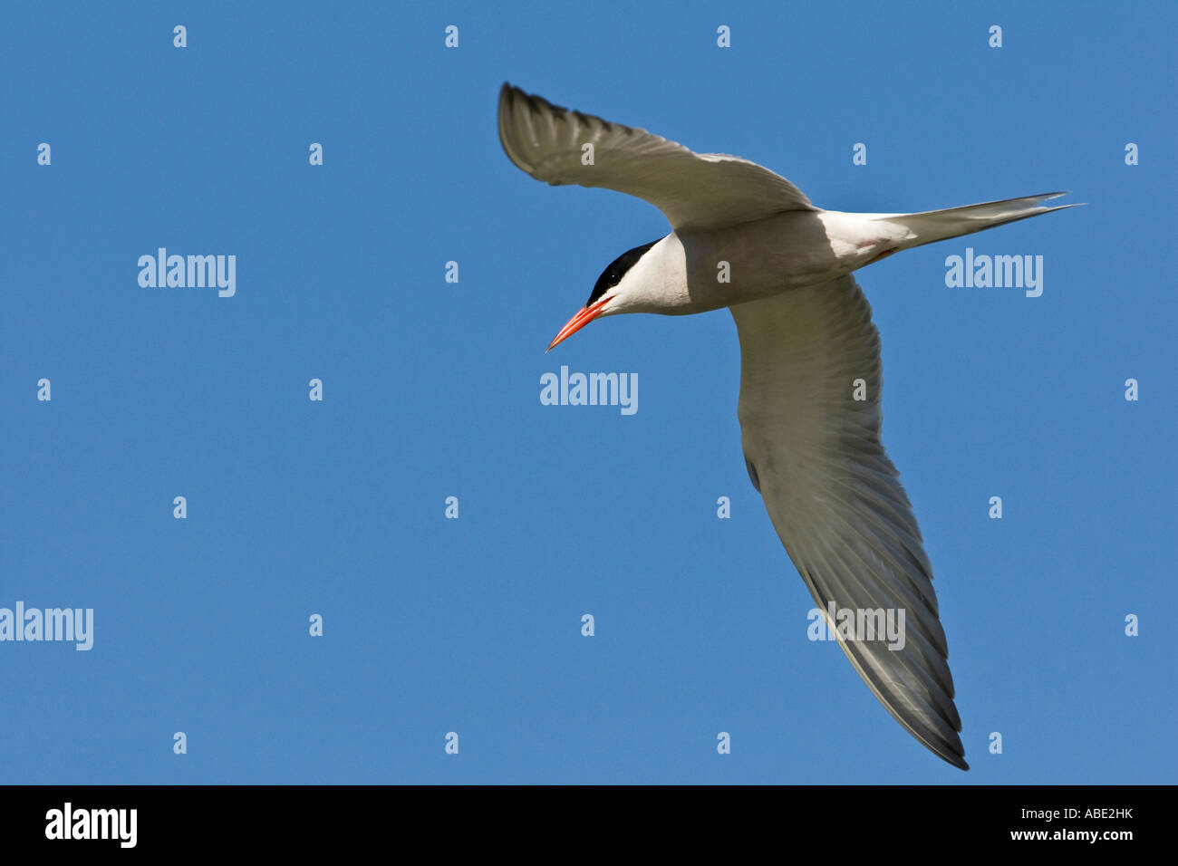 Common Tern Sterna hirundo in flight with nice blue sky Stock Photo - Alamy