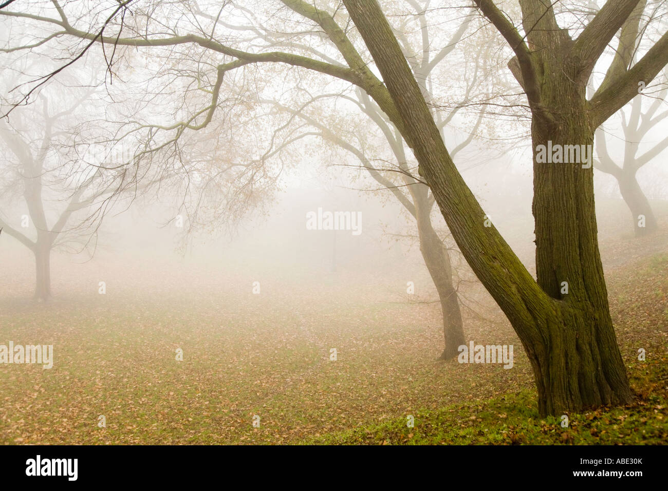 Trees in Foggy Autumn Landscape Stock Photo - Alamy