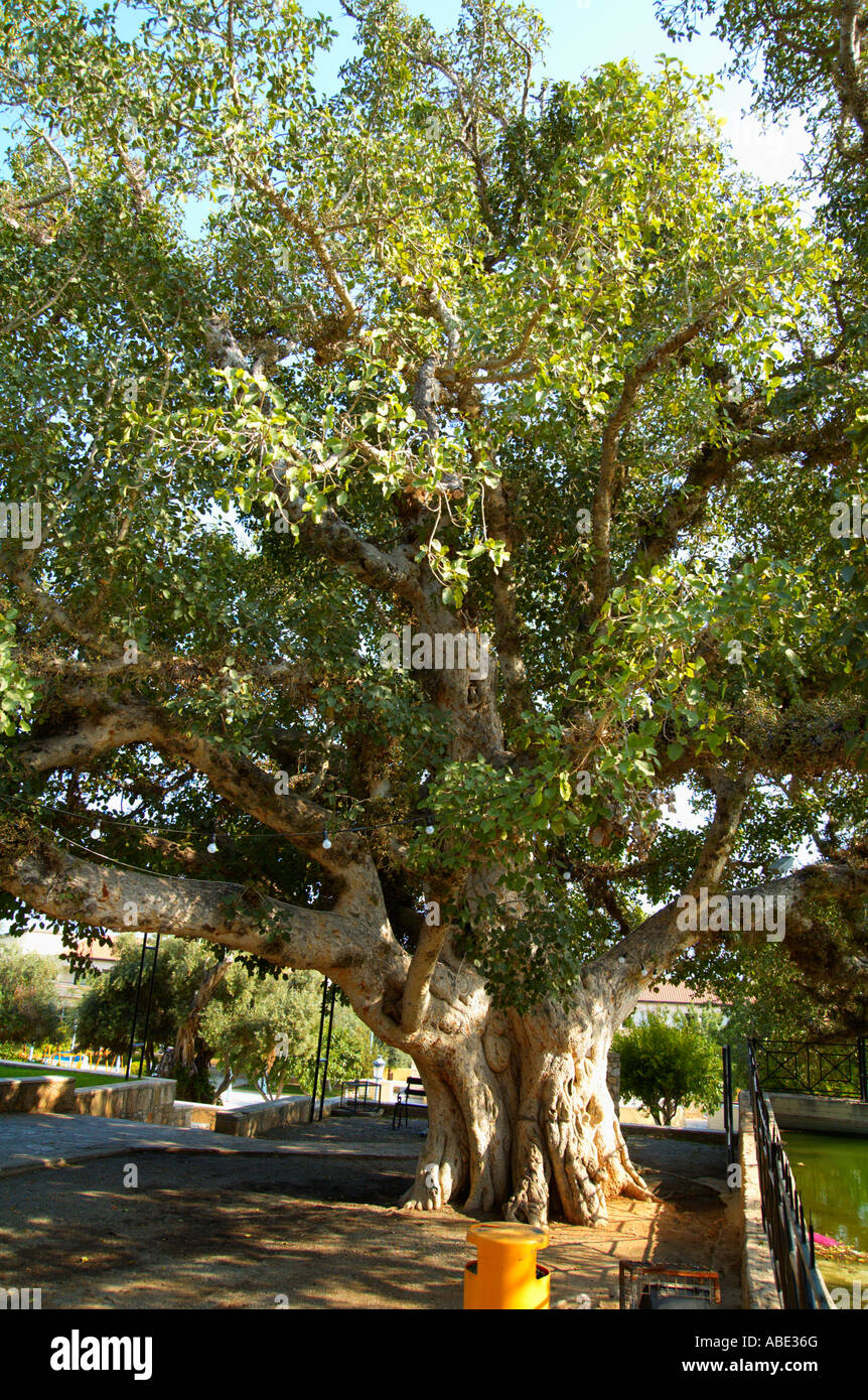 Sycamore fig tree ficus sycomorus hi-res stock photography and images ...