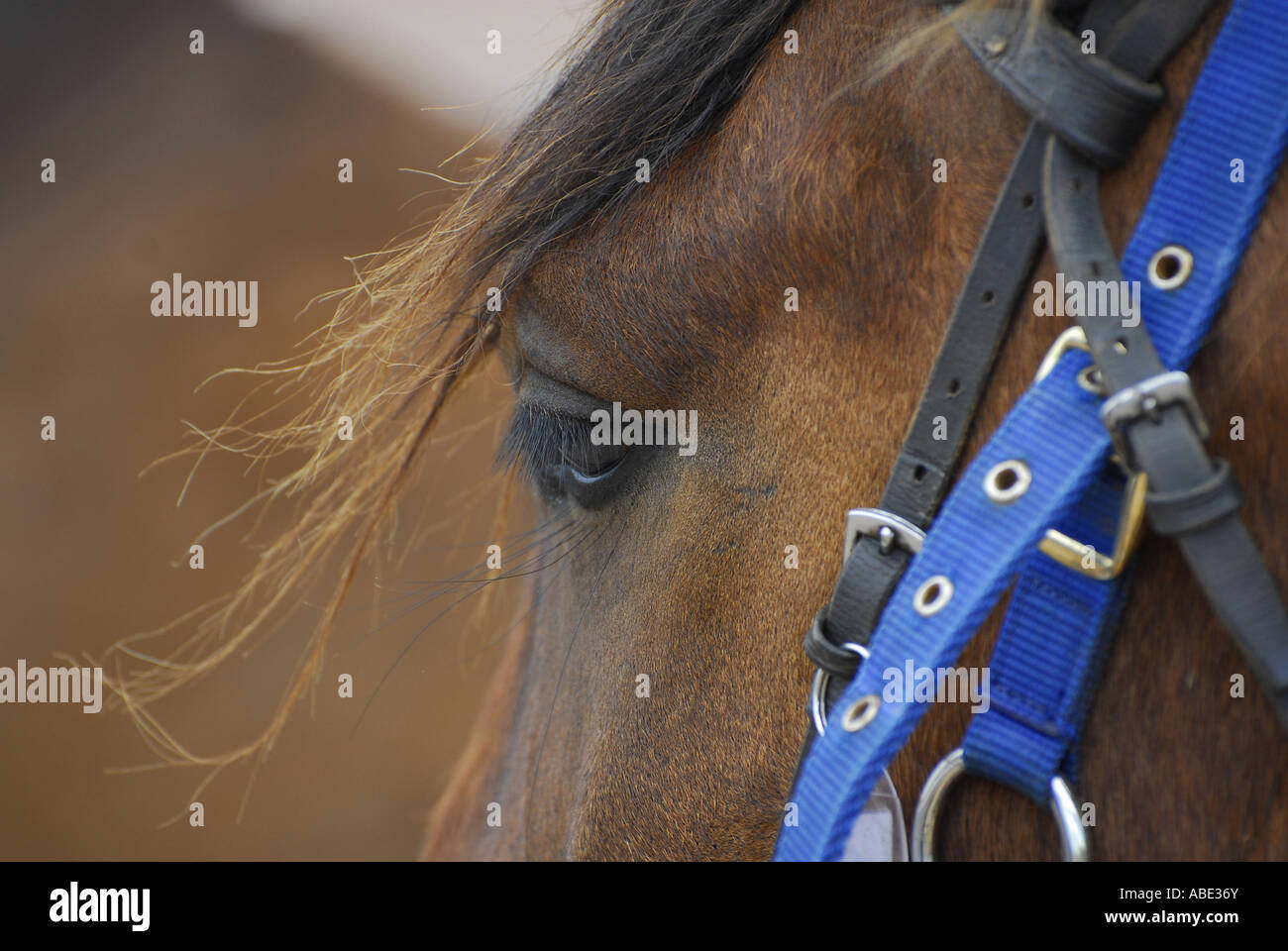 close up of horse's head Stock Photo - Alamy