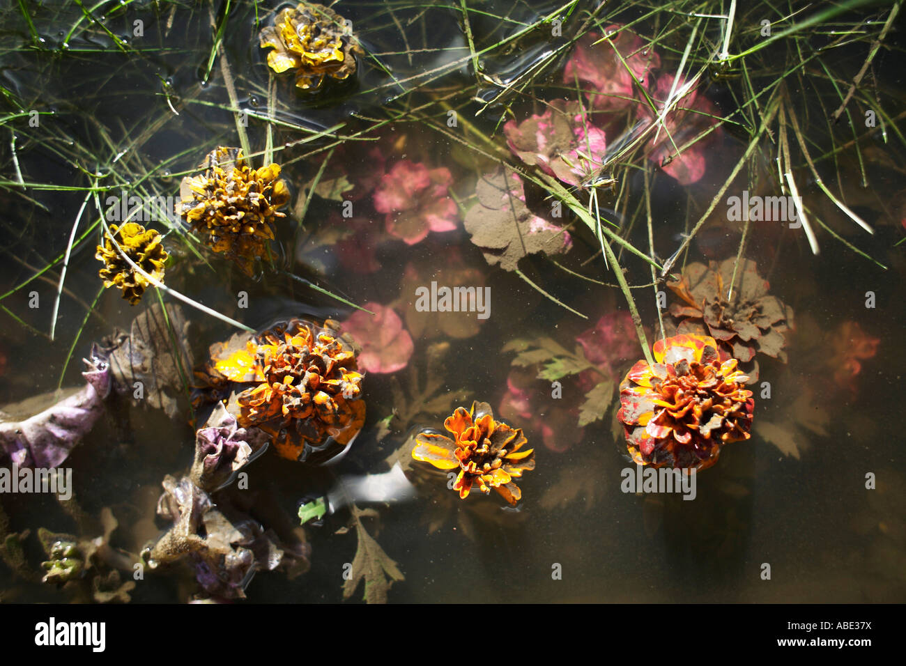 Drowned flowers in the front garden hi-res stock photography and images ...