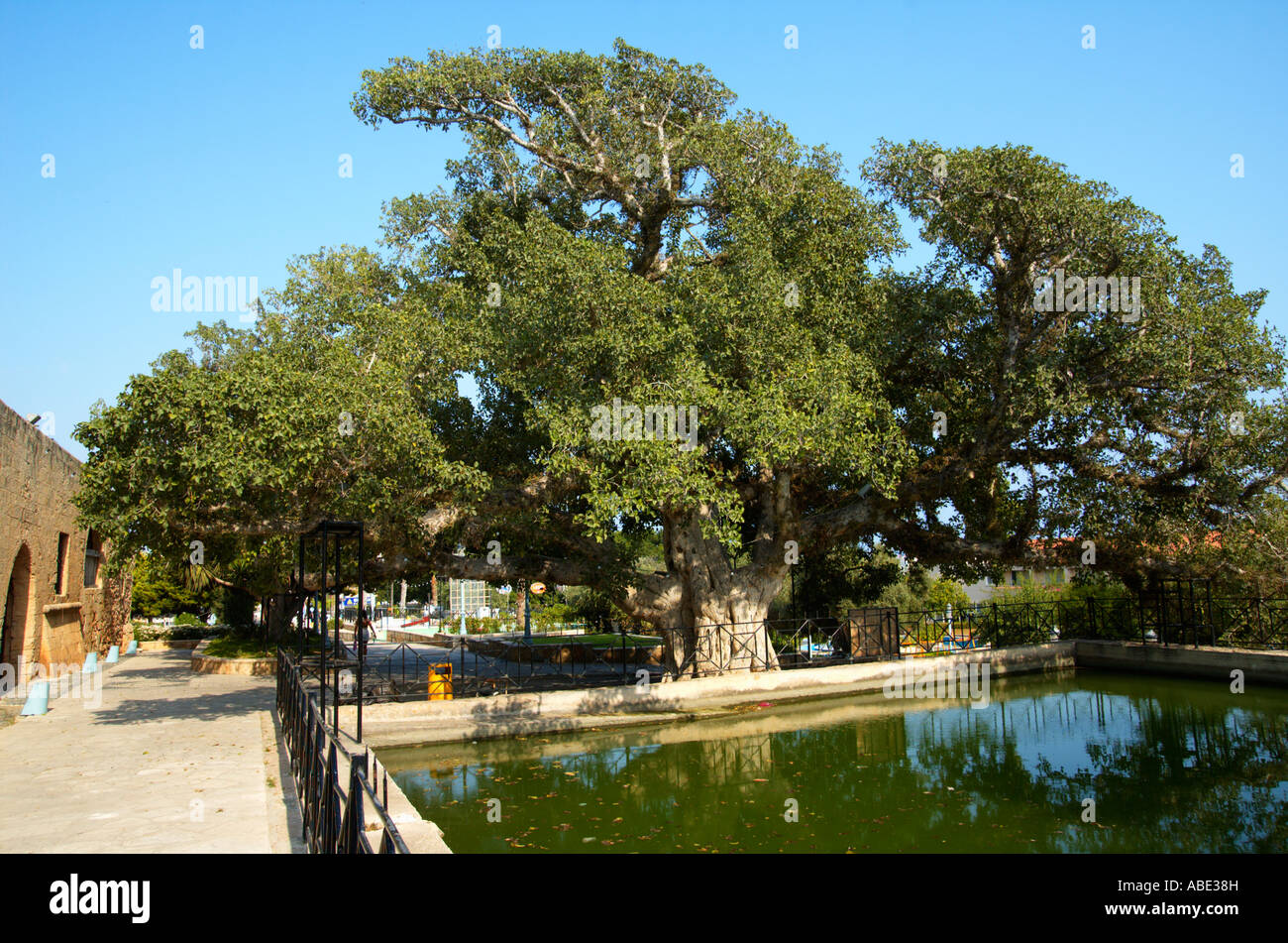 Cyprus Agia Napa ancient Sycamore fig Ficus sycomorus tree Stock Photo ...