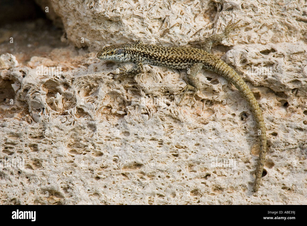 Common Wall Lizard (Podarcis muralis) on wall of ruined fortress Stock ...