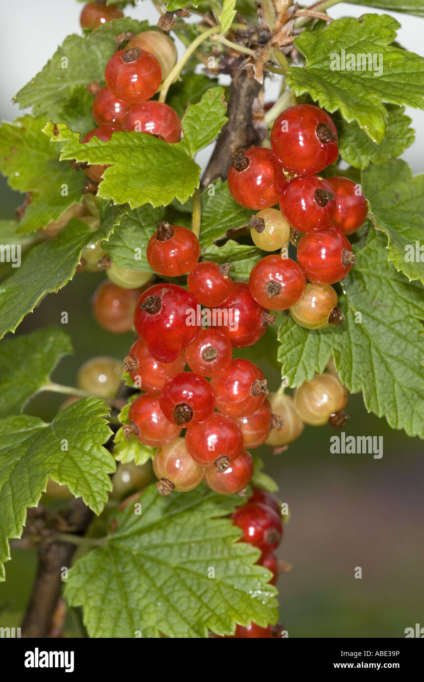 Gooseberry invicta hi-res stock photography and images - Alamy