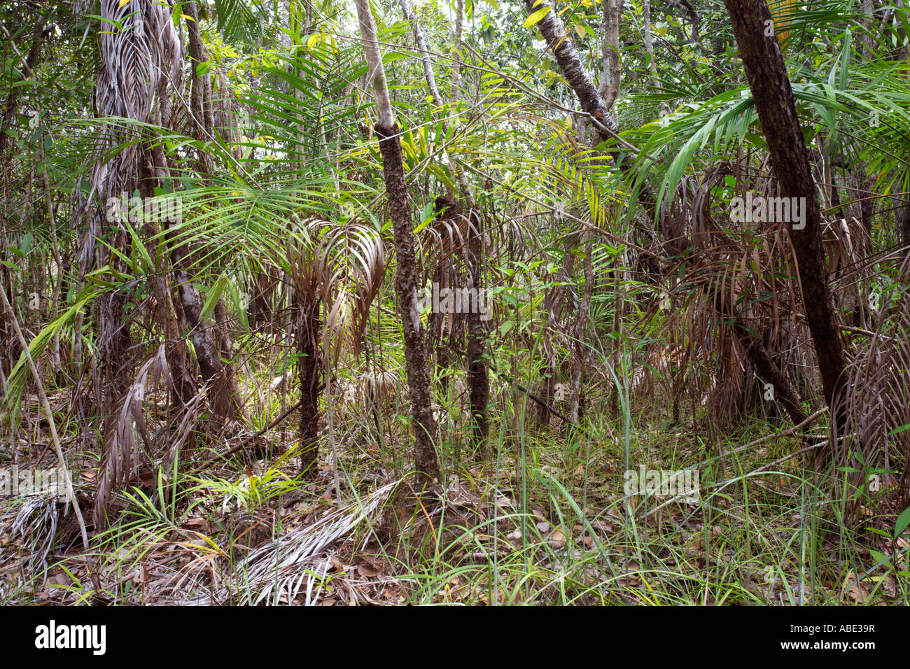 The Amazonian Rainforest Stock Photo - Alamy