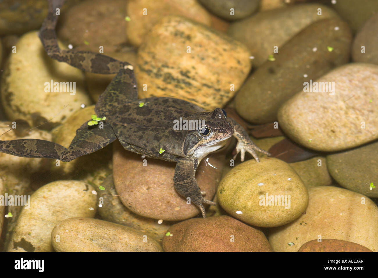 Male common frog waiting for a mate Stock Photo - Alamy