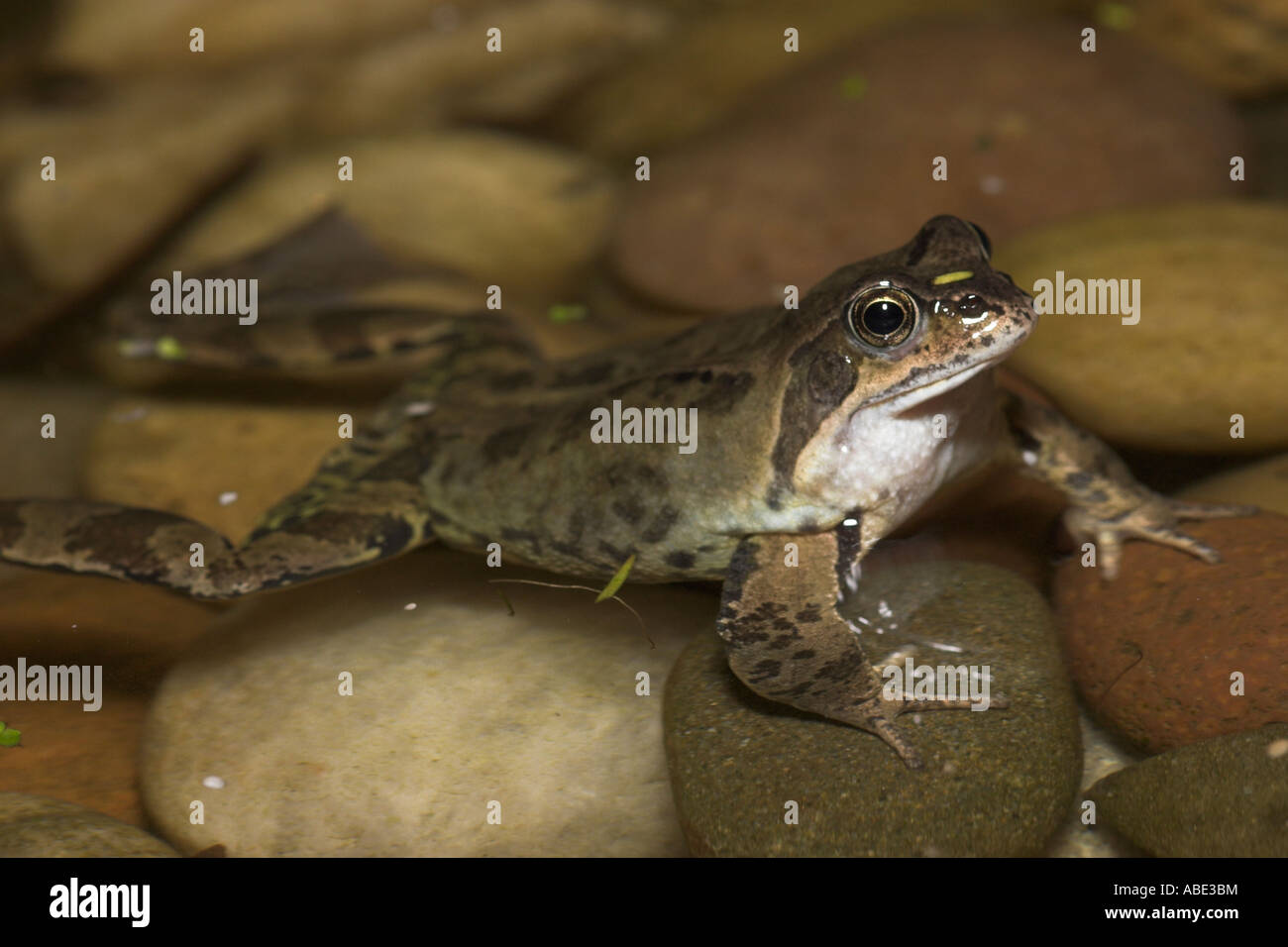 Male common frog waiting for a female Stock Photo - Alamy