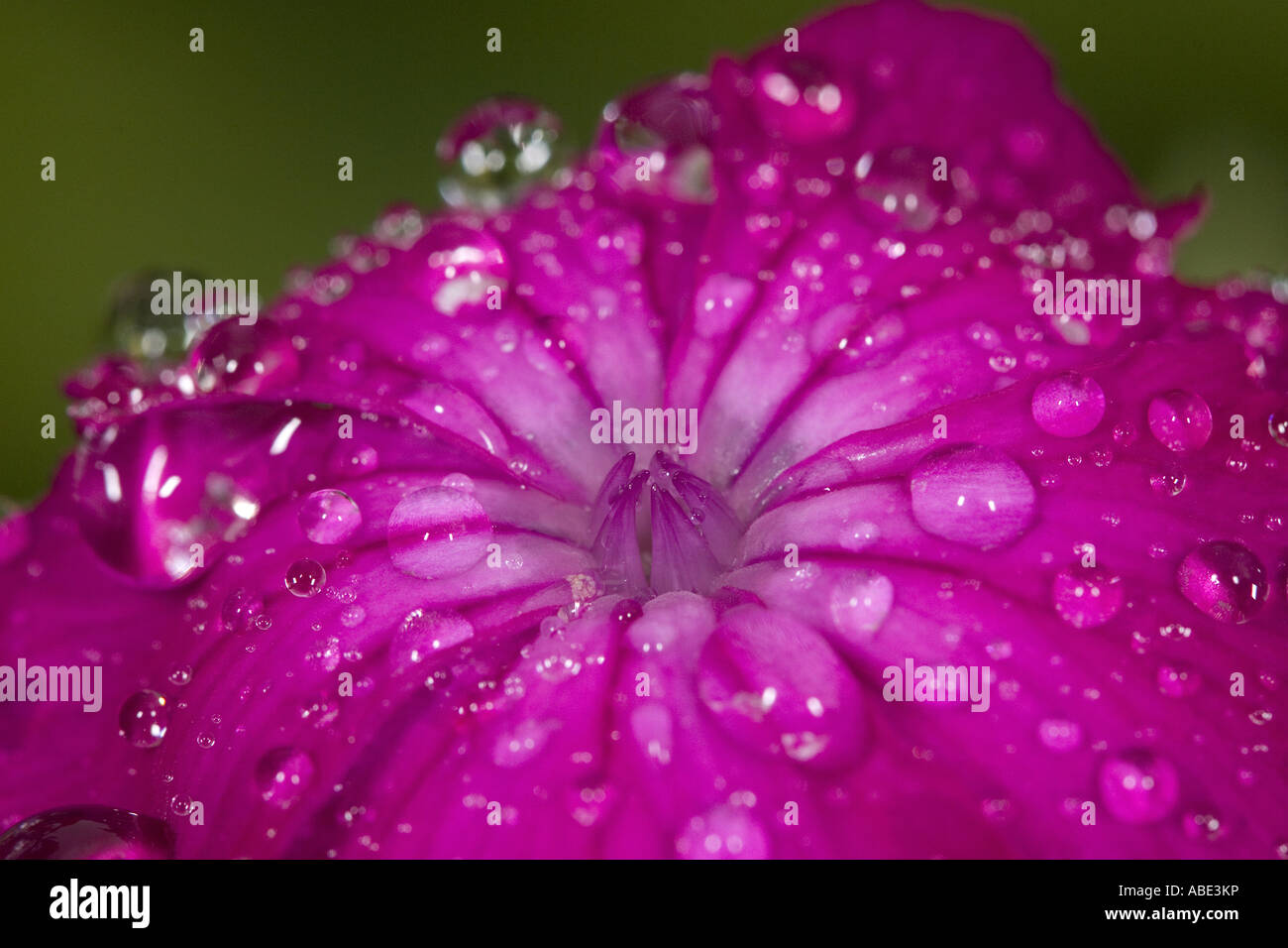 Red Lily in rain Stock Photo - Alamy
