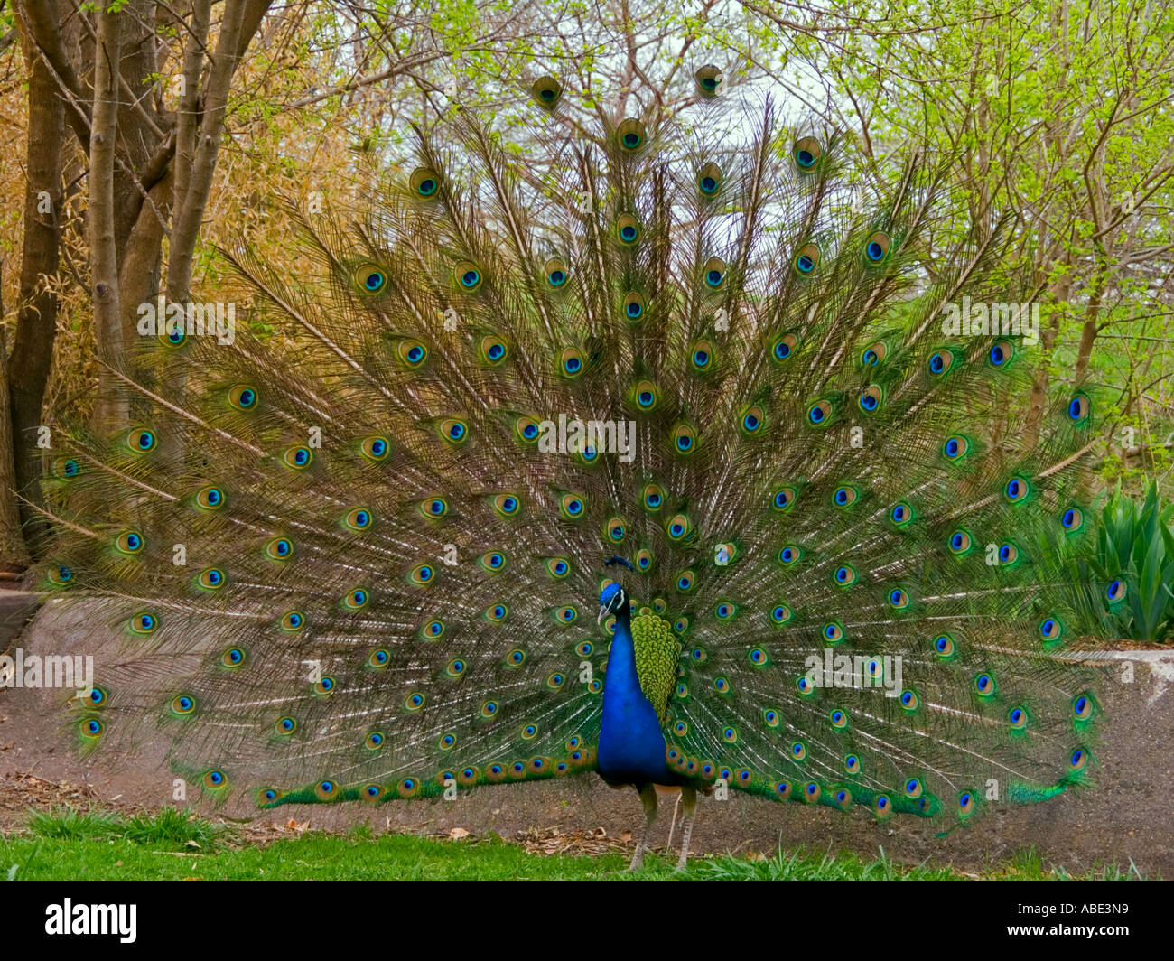 Strutting peacock hi-res stock photography and images - Alamy
