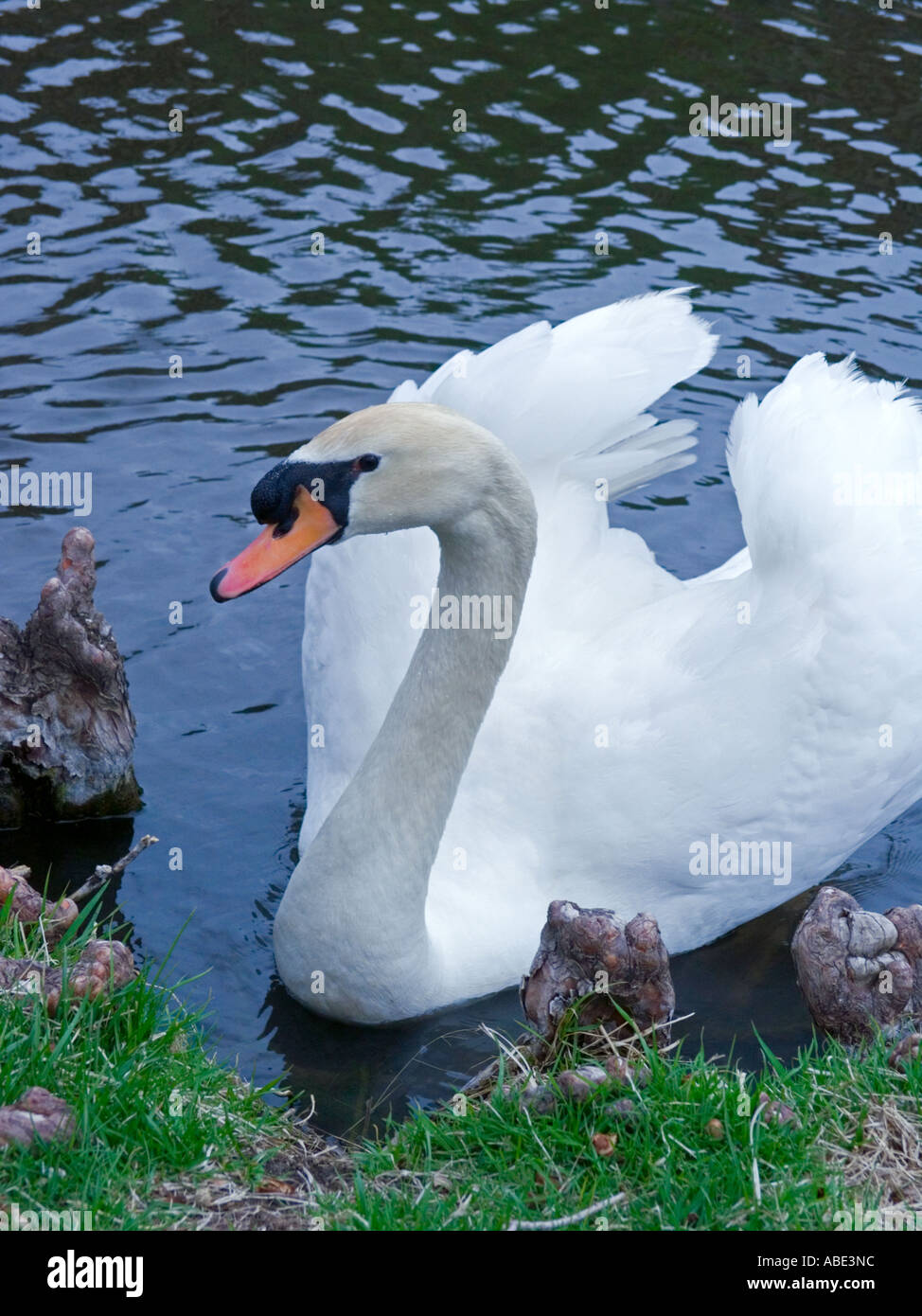 Arched feather hi-res stock photography and images - Alamy