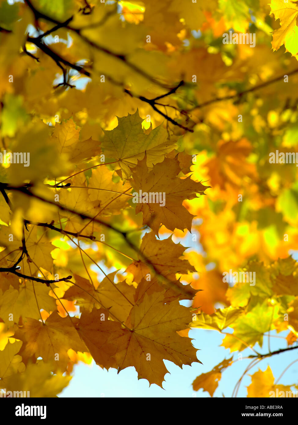 Kicking through autumn leaves hi-res stock photography and images - Alamy
