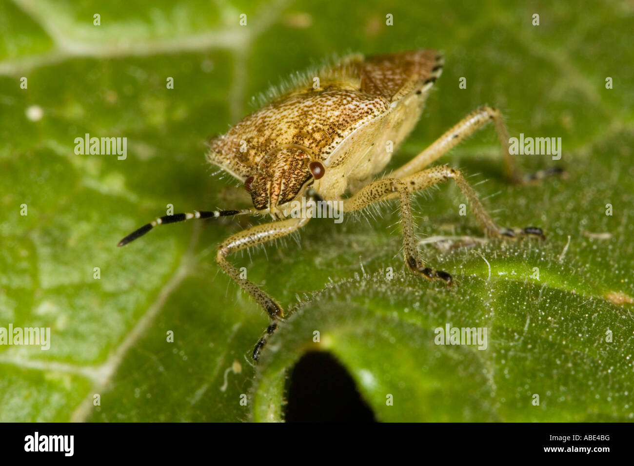 Stink bug face hi-res stock photography and images - Alamy