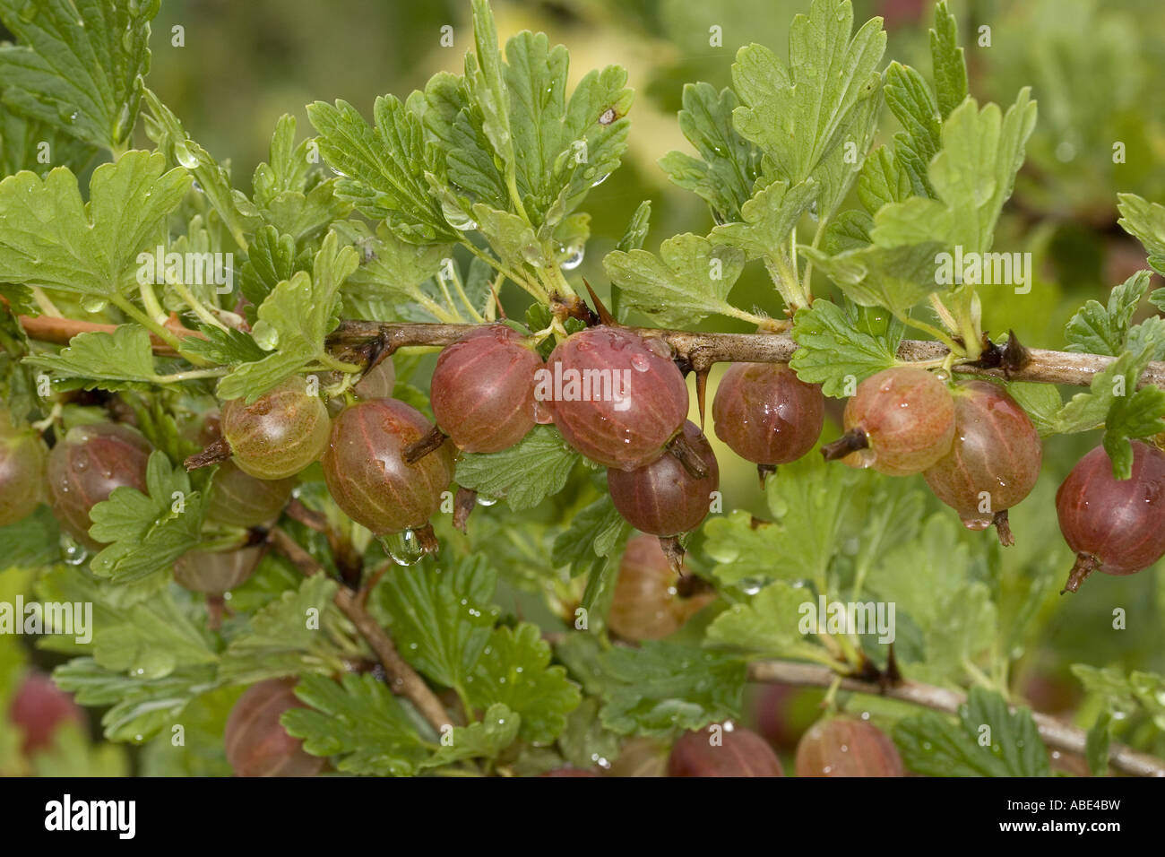 Gooseberry invicta hi-res stock photography and images - Alamy