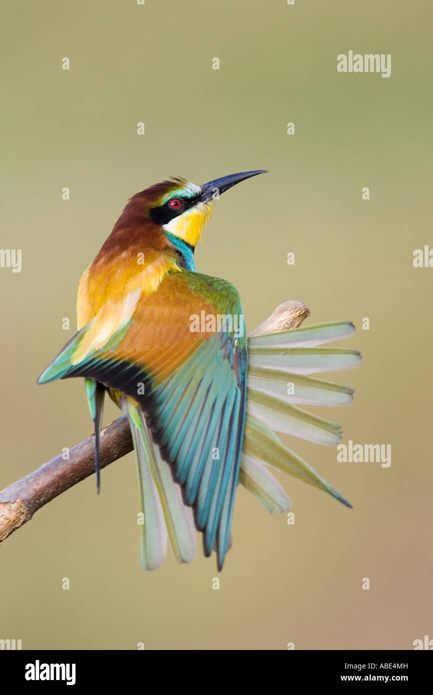 European Bee-eater stretching wing and fanning tail Stock Photo - Alamy