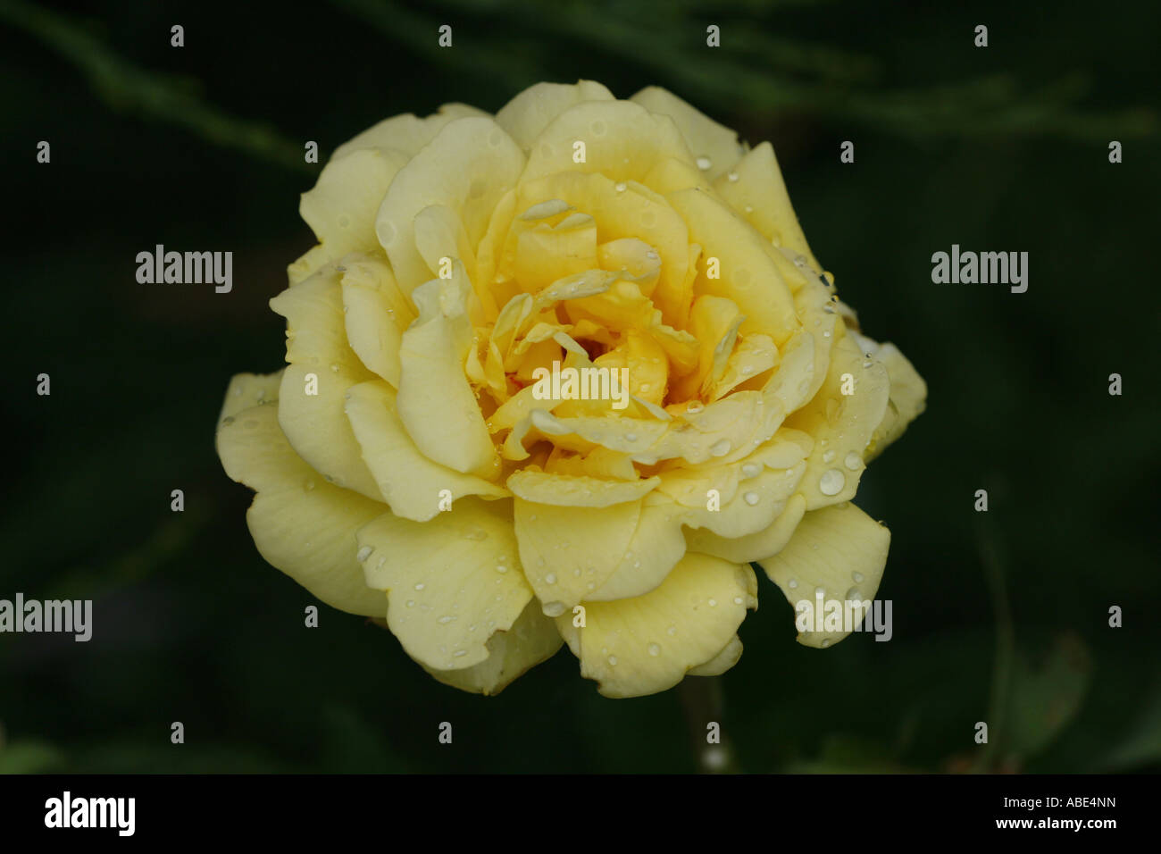 Yellow rose in rain Stock Photo - Alamy
