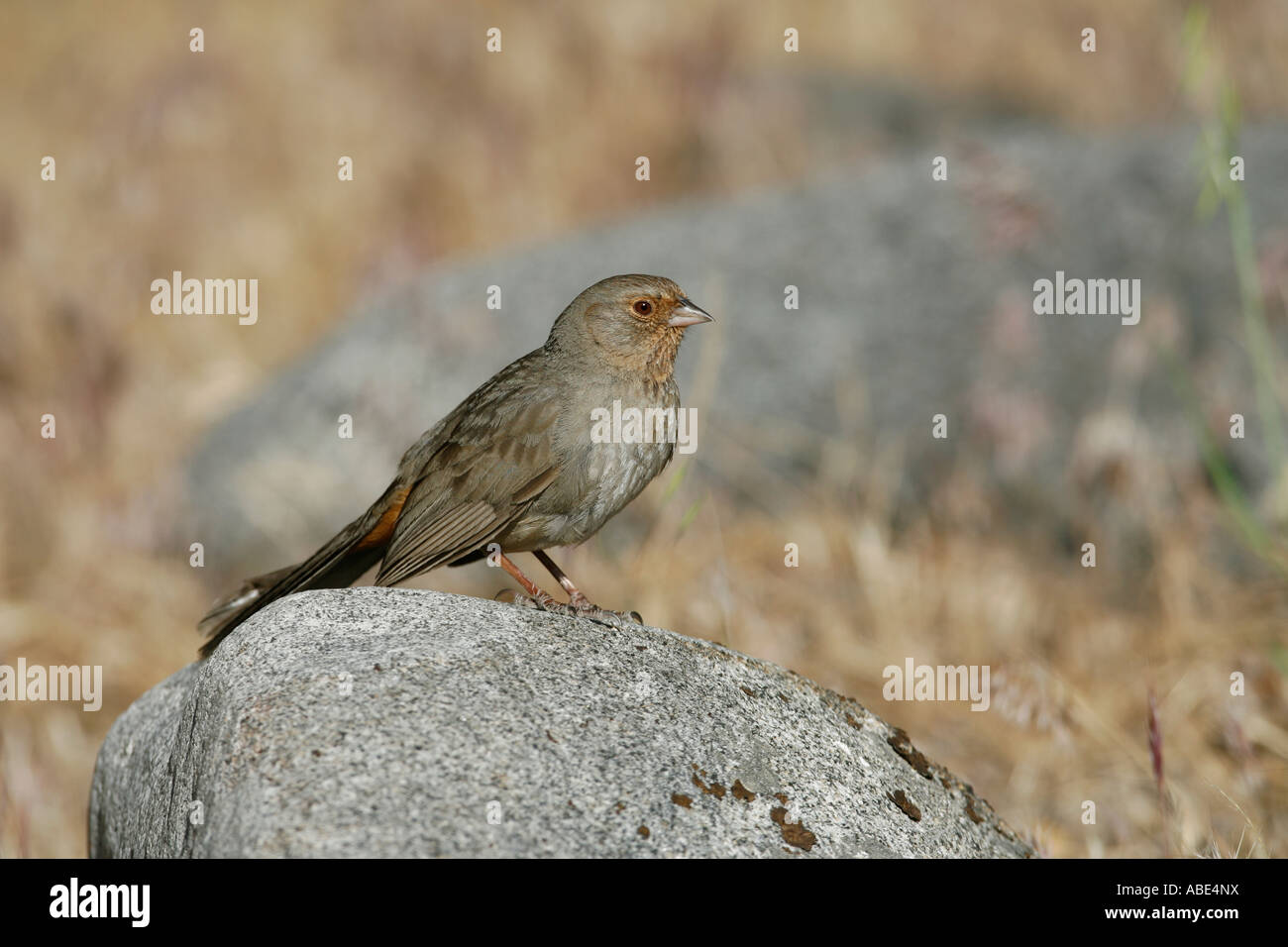 North american towhees hi-res stock photography and images - Alamy