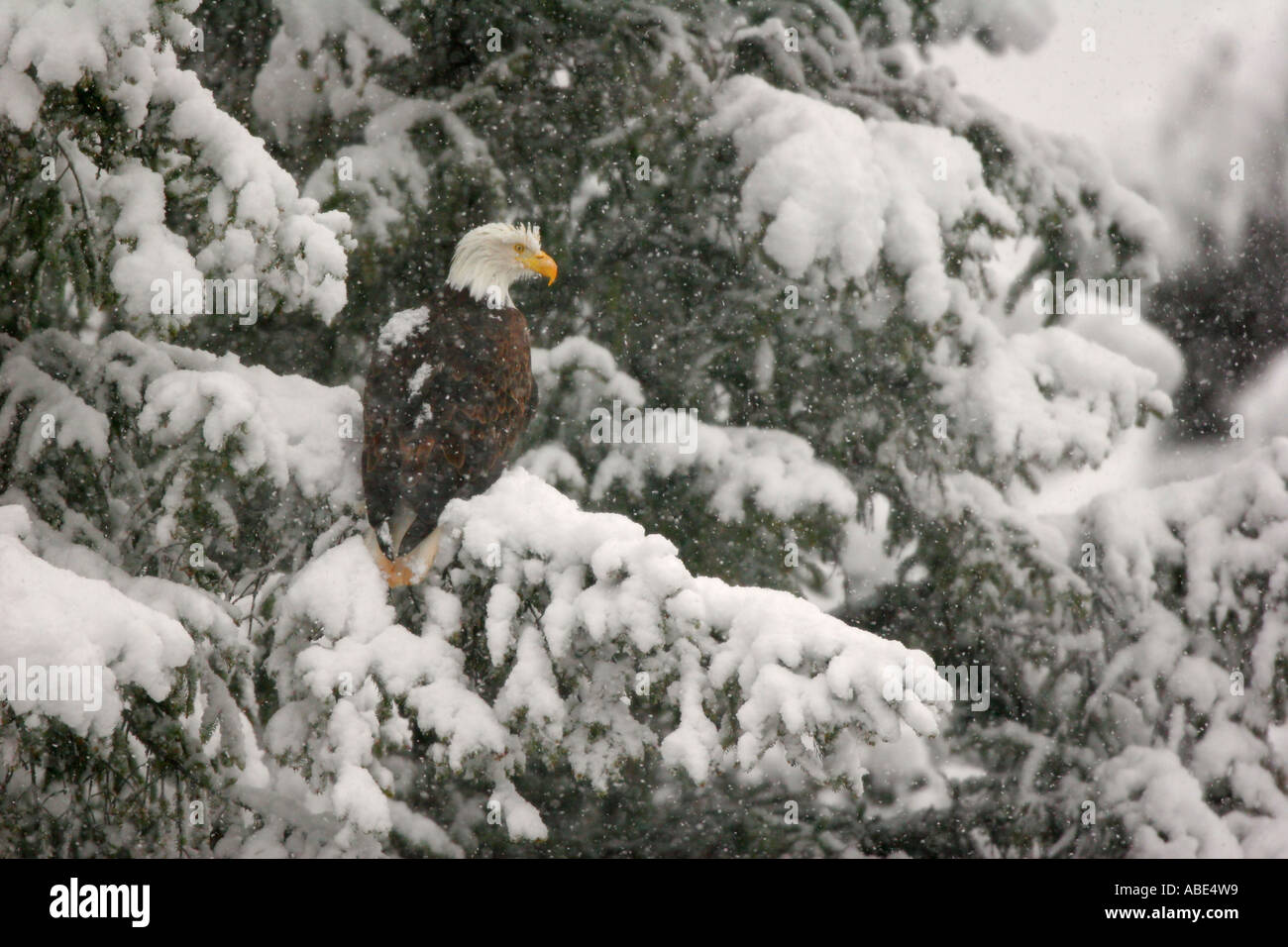 A Bald Eagle in winter Chugach National Forest Alaska Stock Photo - Alamy
