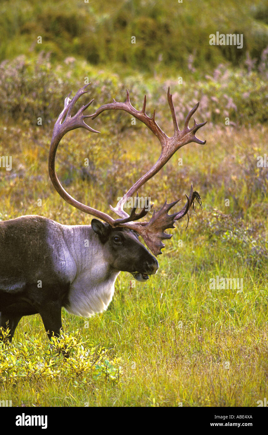 A bull caribou in Denali National Park Alaska Stock Photo - Alamy