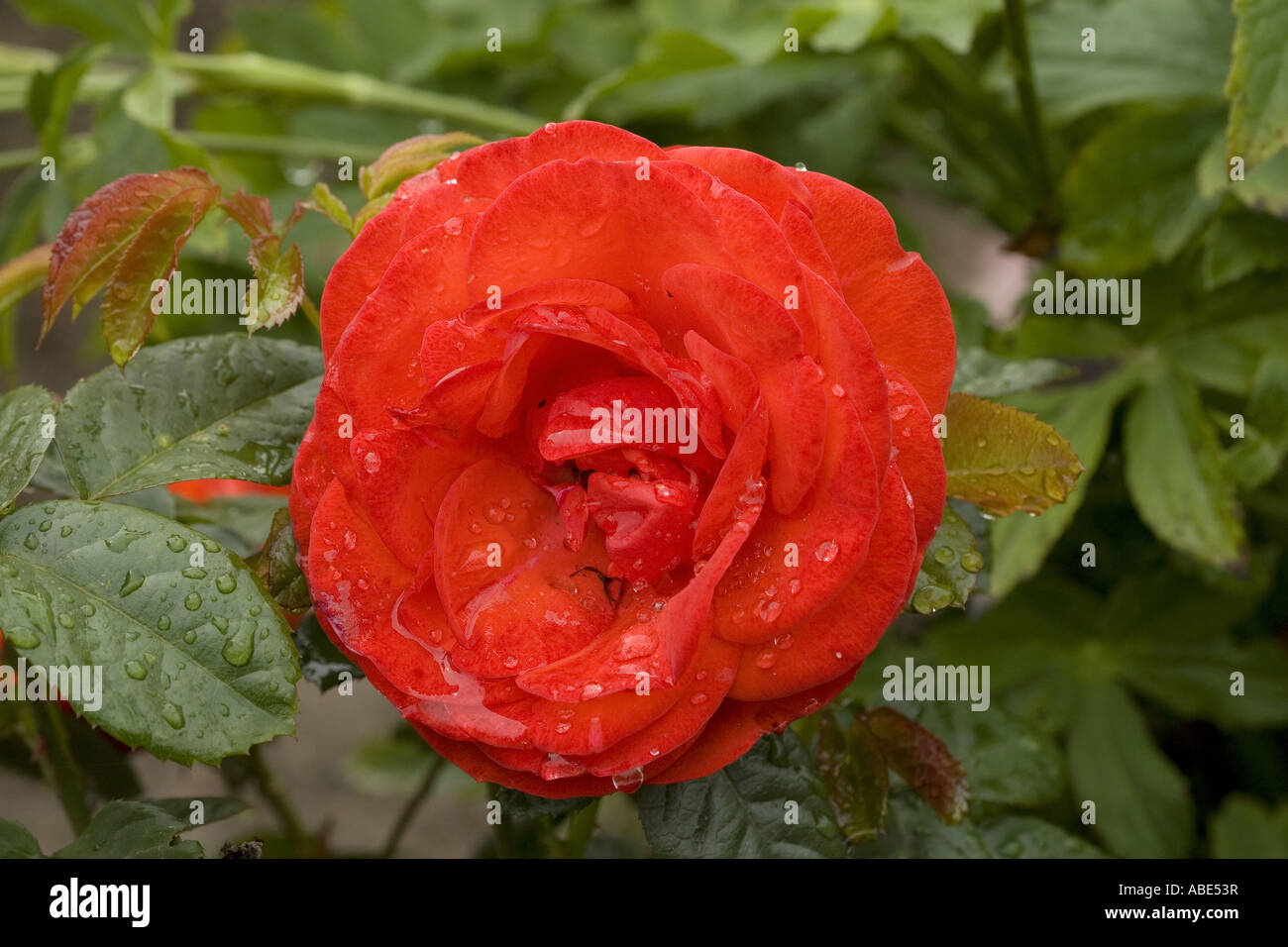Red rose in rain Stock Photo - Alamy