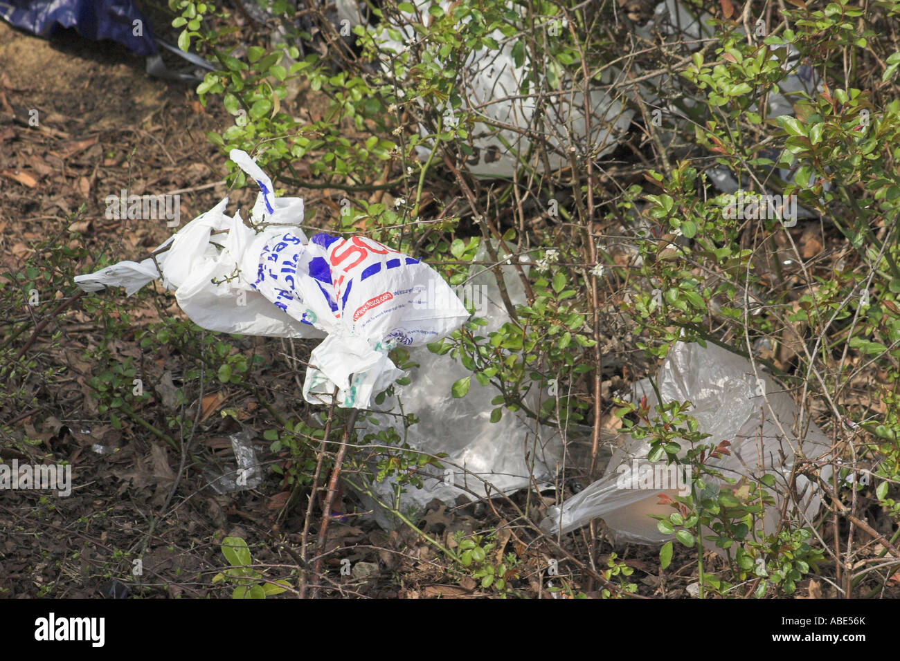 Wind blown rubbish in supermarket hedge Stock Photo - Alamy