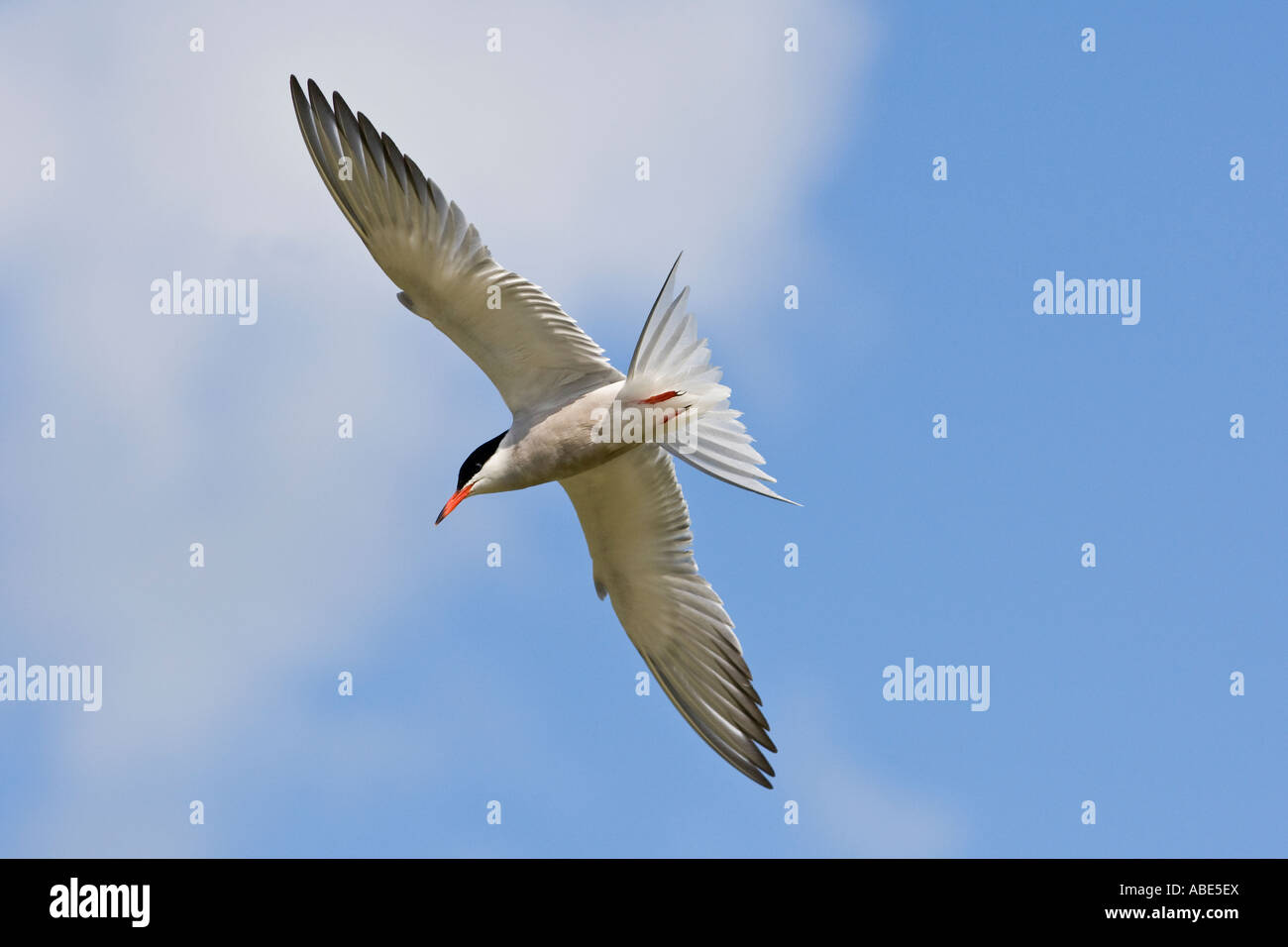 Common Tern Sterna hirundo in flight with nice blue sky with clouds ...