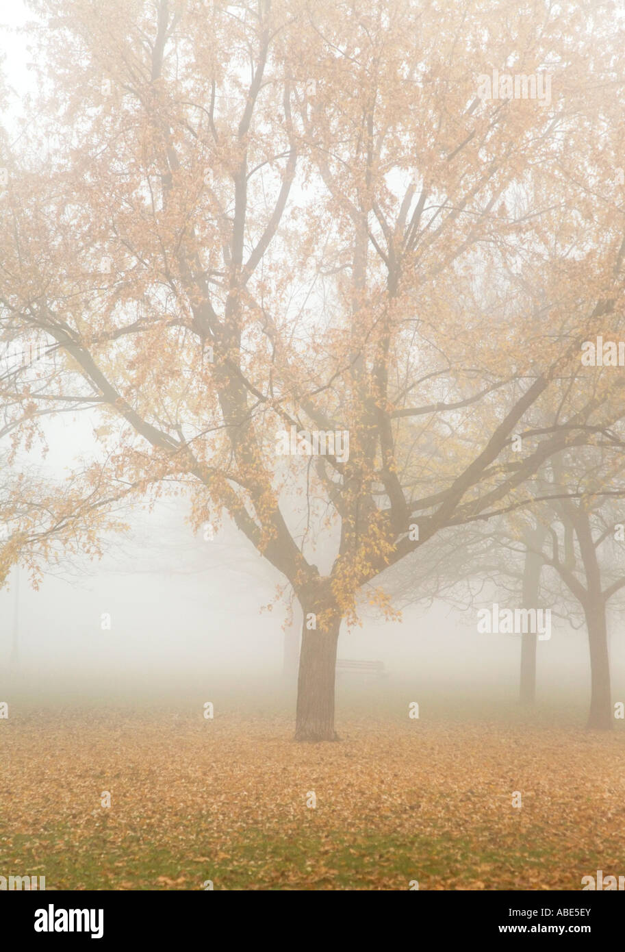 Tree in Foggy Landscape Stock Photo - Alamy