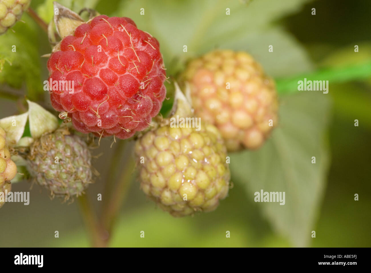 Raspberry desert hi-res stock photography and images - Alamy