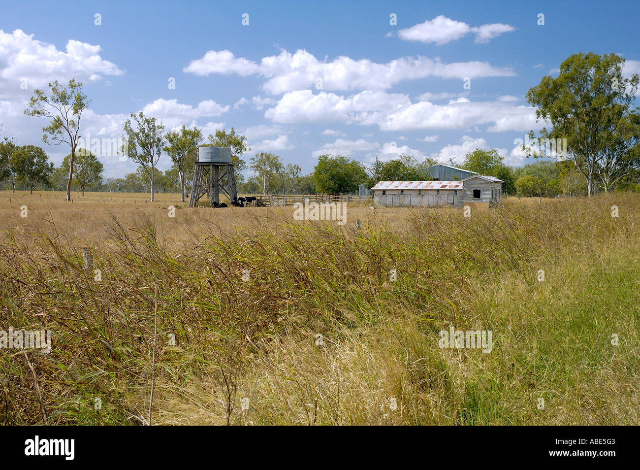 Buildings outback australia cattle hi-res stock photography and images ...