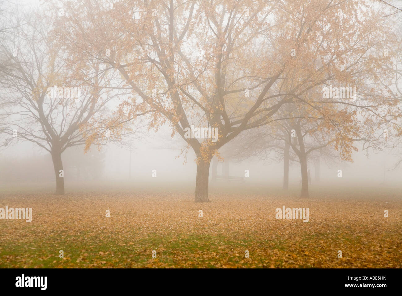 Trees in Foggy Landscape Stock Photo - Alamy