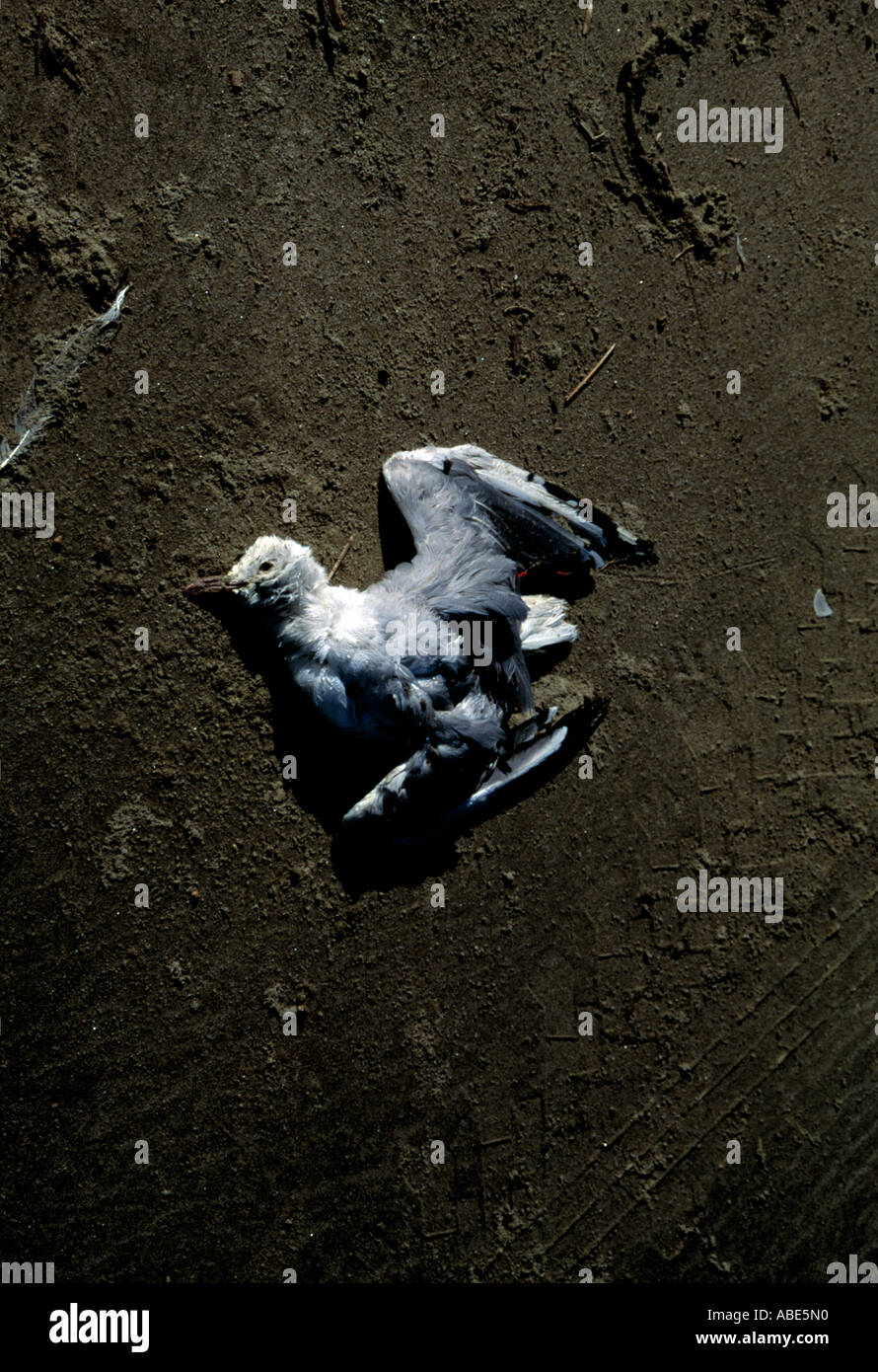 dead sea bird lying on the foreshore Stock Photo - Alamy