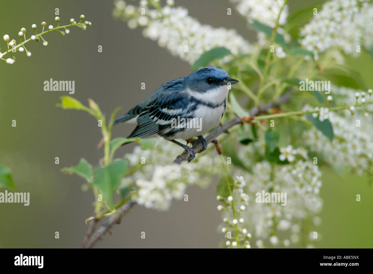 Black cherry tree hi-res stock photography and images - Alamy