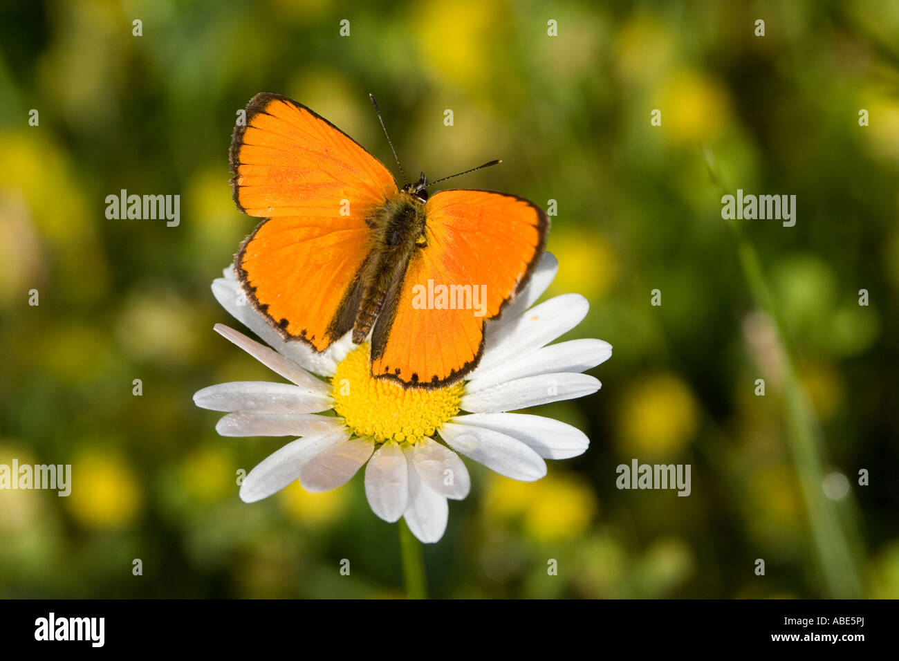 Copper ox hi-res stock photography and images - Alamy