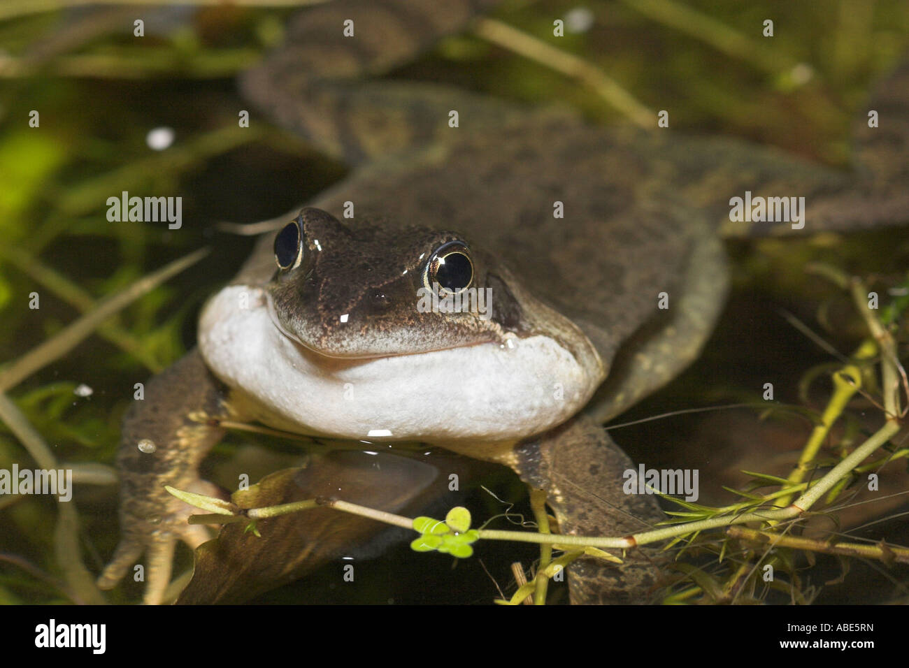 Male common frog calling Stock Photo - Alamy