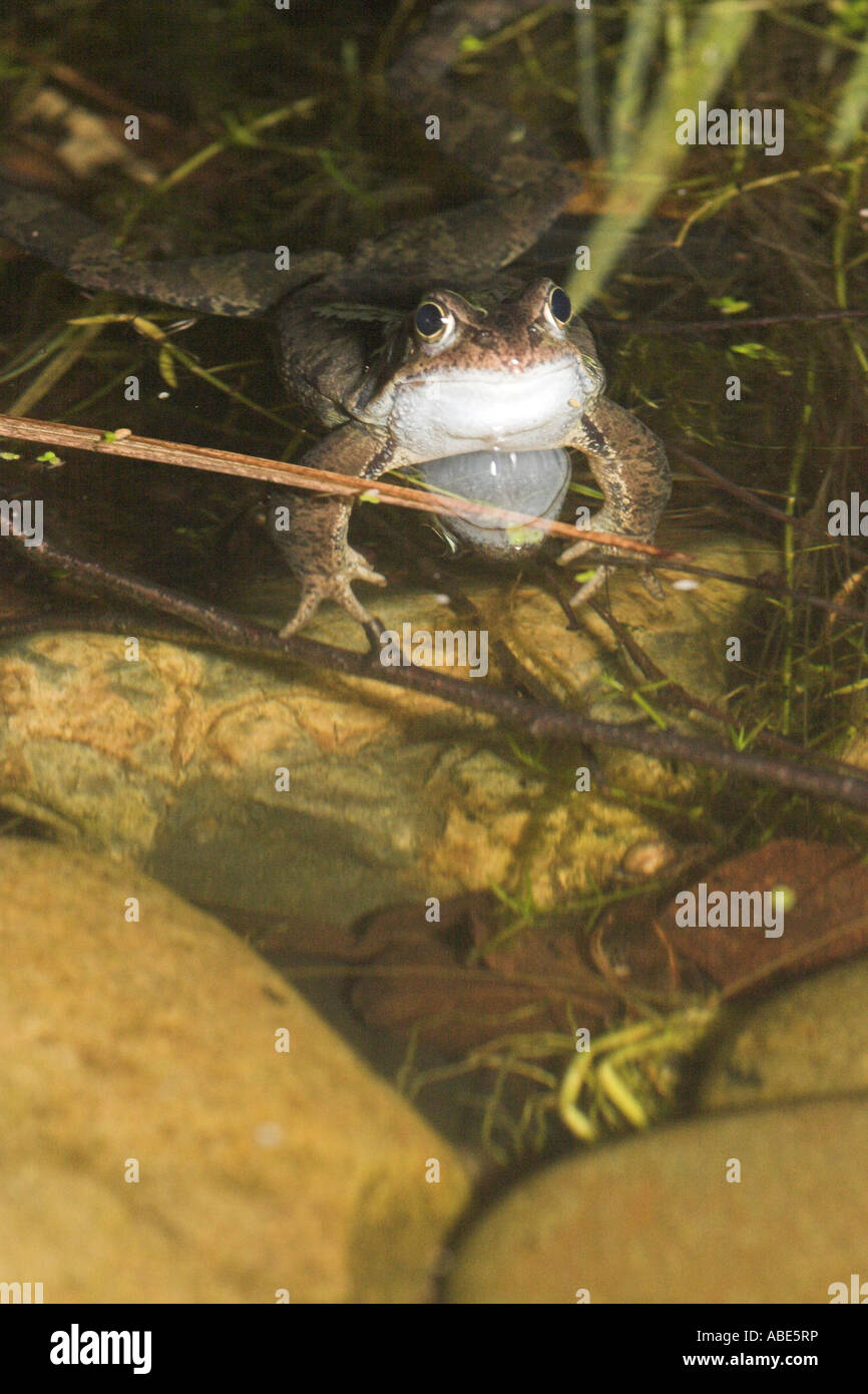 Male common frog waiting for females in a garden pond Stock Photo - Alamy
