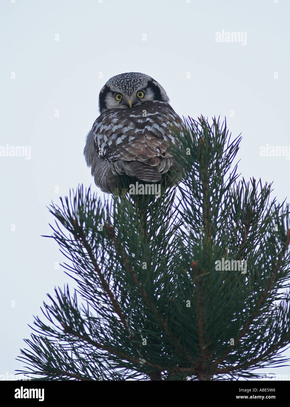 Ugle bird hi-res stock photography and images - Alamy