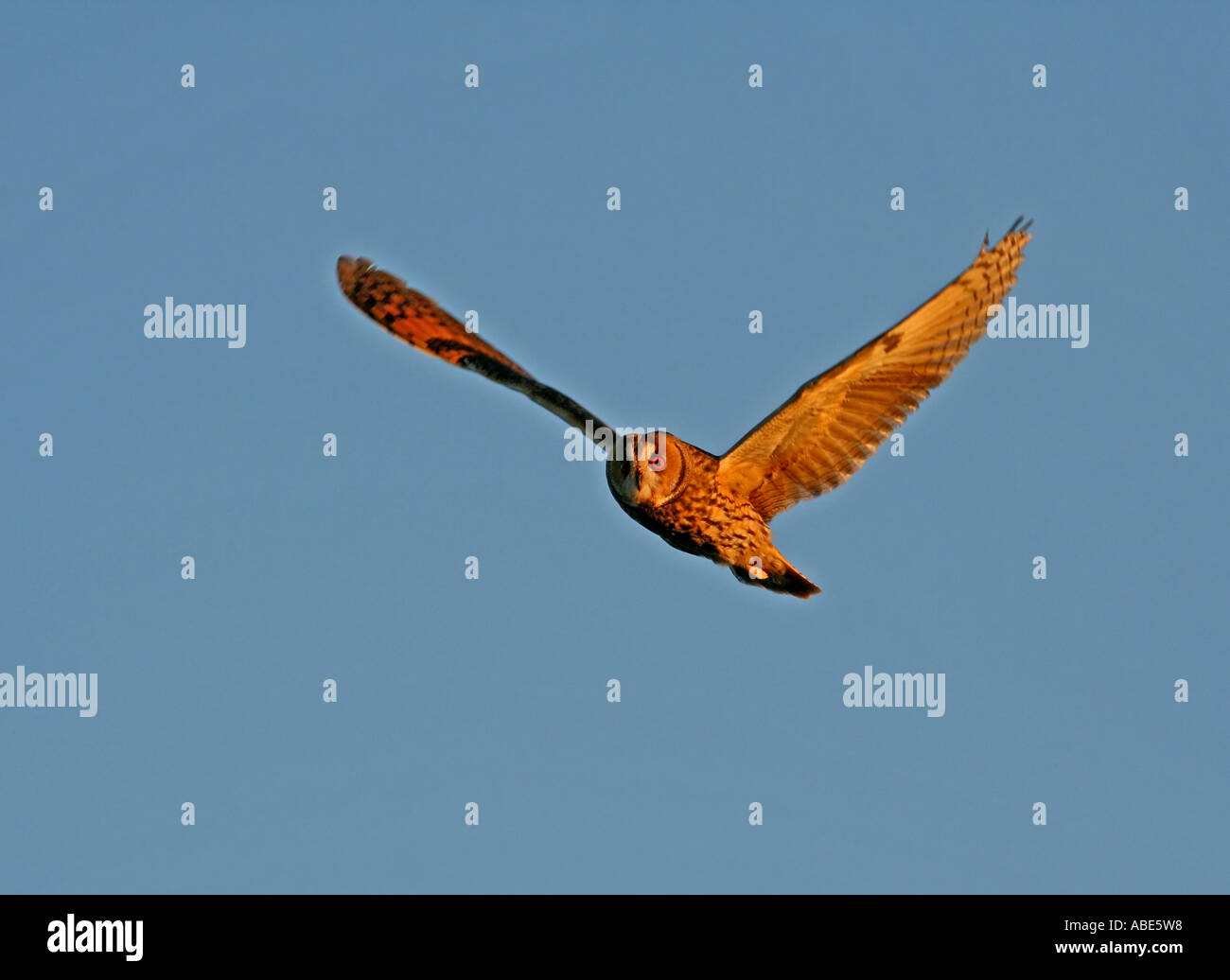 Long eared owl in flight Stock Photo - Alamy