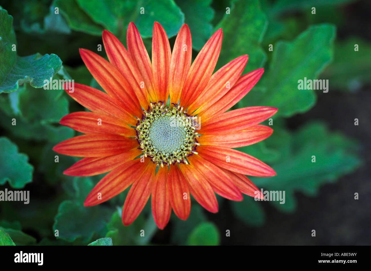 Arctotis x hybrida 'Flame' Stock Photo - Alamy