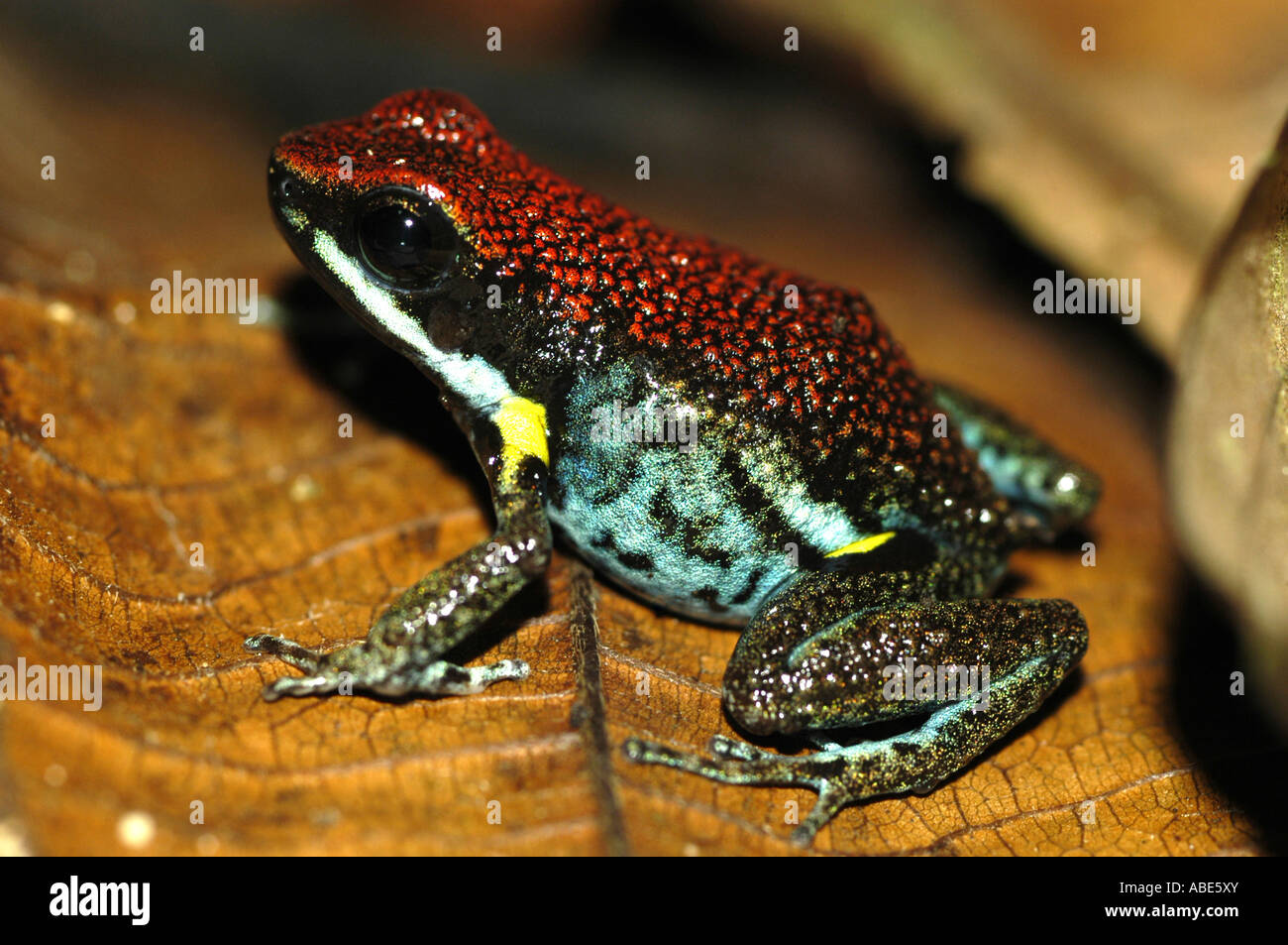 A Poison Arrow Frog (Epipedobates zaparo) from Tiputini, Ecuador Stock ...